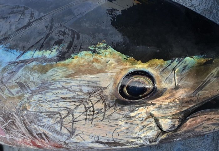 Tun fiskeri i Danmark - Tempo Både aps